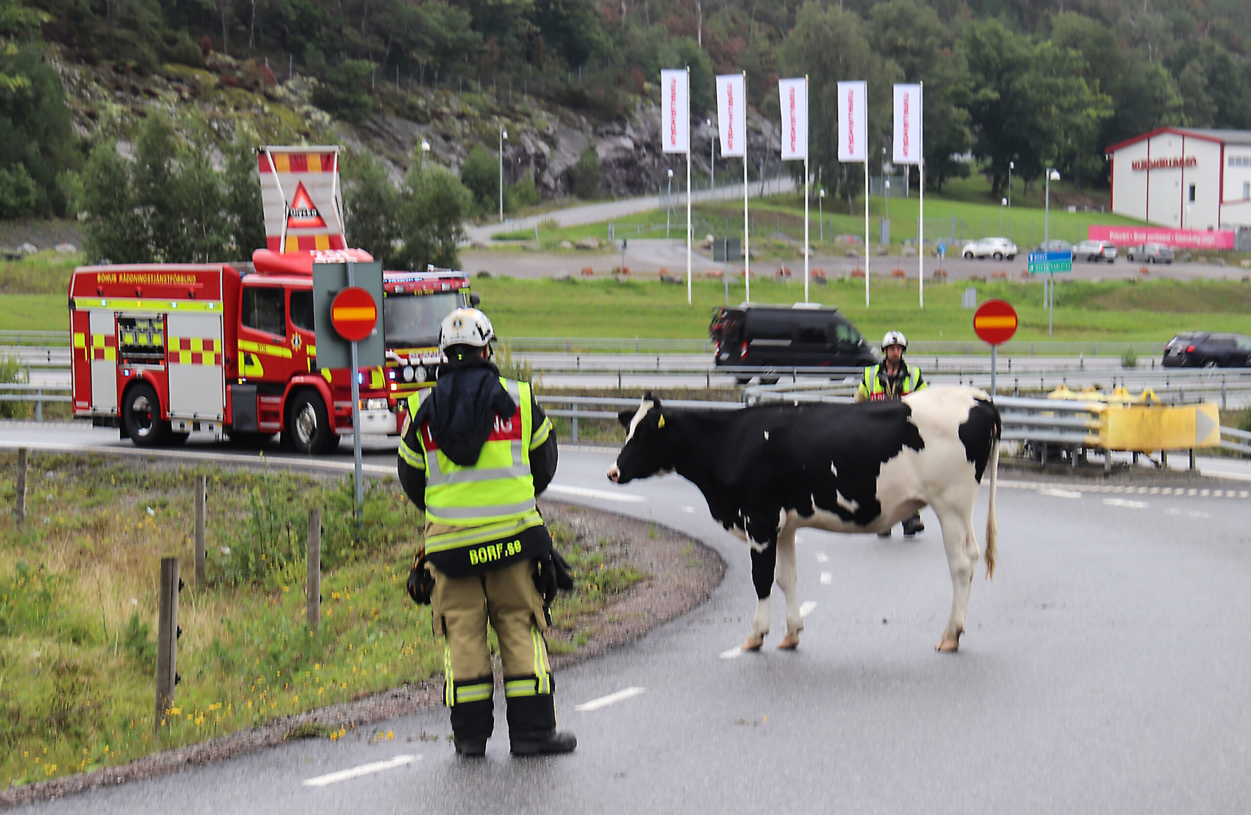 Kossa på flykt - Alekuriren